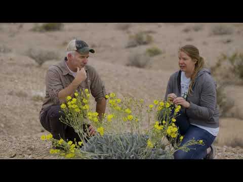 Only in Southern Nevada: Rare & Endangered Desert Plants | Outdoor Nevada