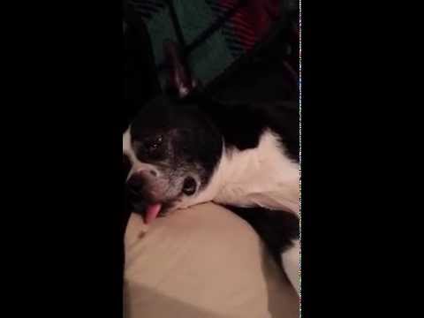 The Definition of Derp