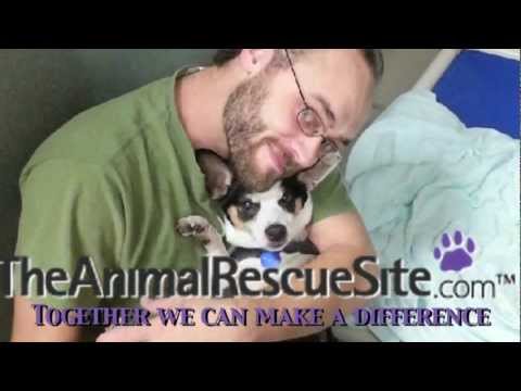 The Animal Rescue Site: A Helping Paw For St. Hubert's