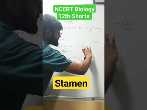 Stamen| NCERT Biology 12th| Reproduction in flowering plants| Stamen|