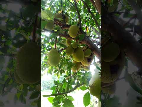 wow 70 buah! dalam 1 pohon nangka madu depan rumah #nangka #nangkamadu #fruit #viral