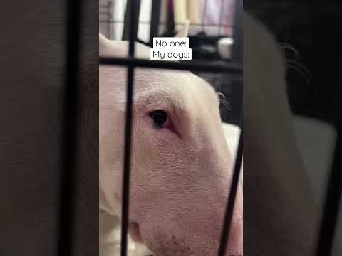 Side eye…eye side…eye to the left #sideeye #funny #dogs #meme #englishbullterrier #dogshorts