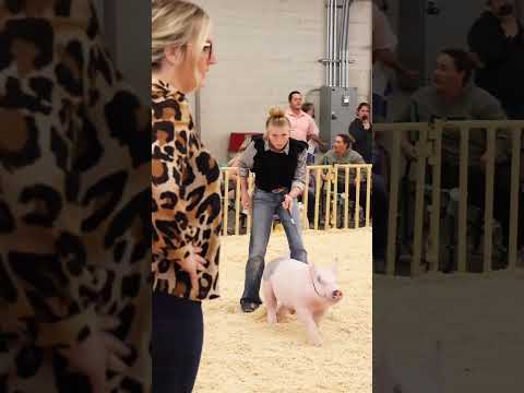 Showing Livestock is an Addiction! Karis and Johnny Ringo Day 3 at Cow Palace #showpig #pigs