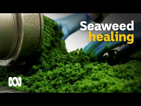 Scientist turns to seaweed healing powers after terrible accident | Landline | ABC Australia