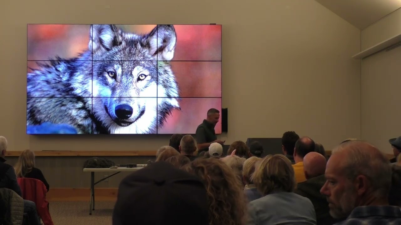 Gray Wolves Return to the Sierras