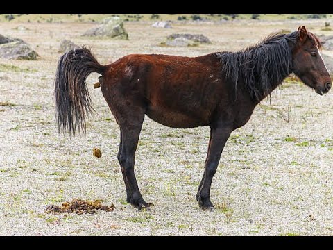 Steam Community :: Video :: Rust Amazing horse poop factory!! 러스트 말똥공장!