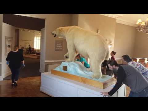 Behind the Scenes at the Pink Palace Museum