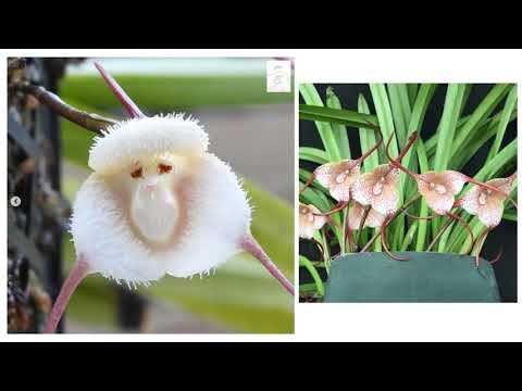 Rare Orchid - Monkey face orchid Flower