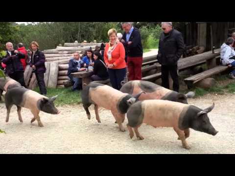 Schweinehut im Freilichtmuseum Neuhausen am Volksmusiktag 2015