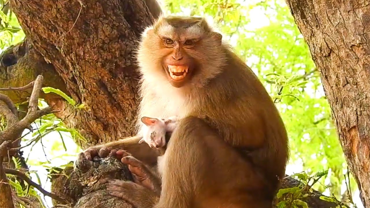 Monkey Ally grabs kitty as Her baby