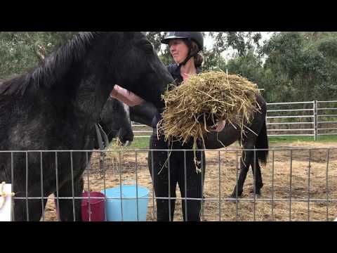 The Headcollar Process