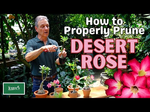 How to Properly Prune Desert Rose (Adeniums)