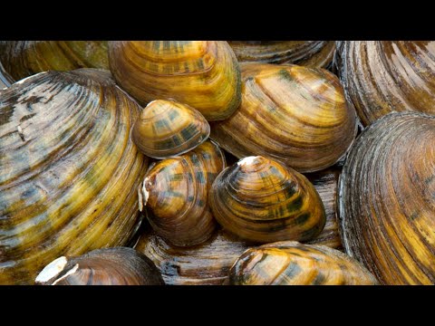 Understanding mussels and how they age