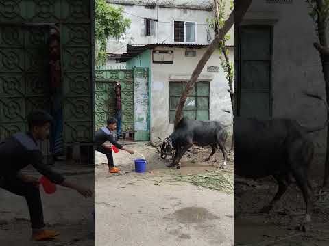 ২০২৩ এর সেরা পাগলা গরু