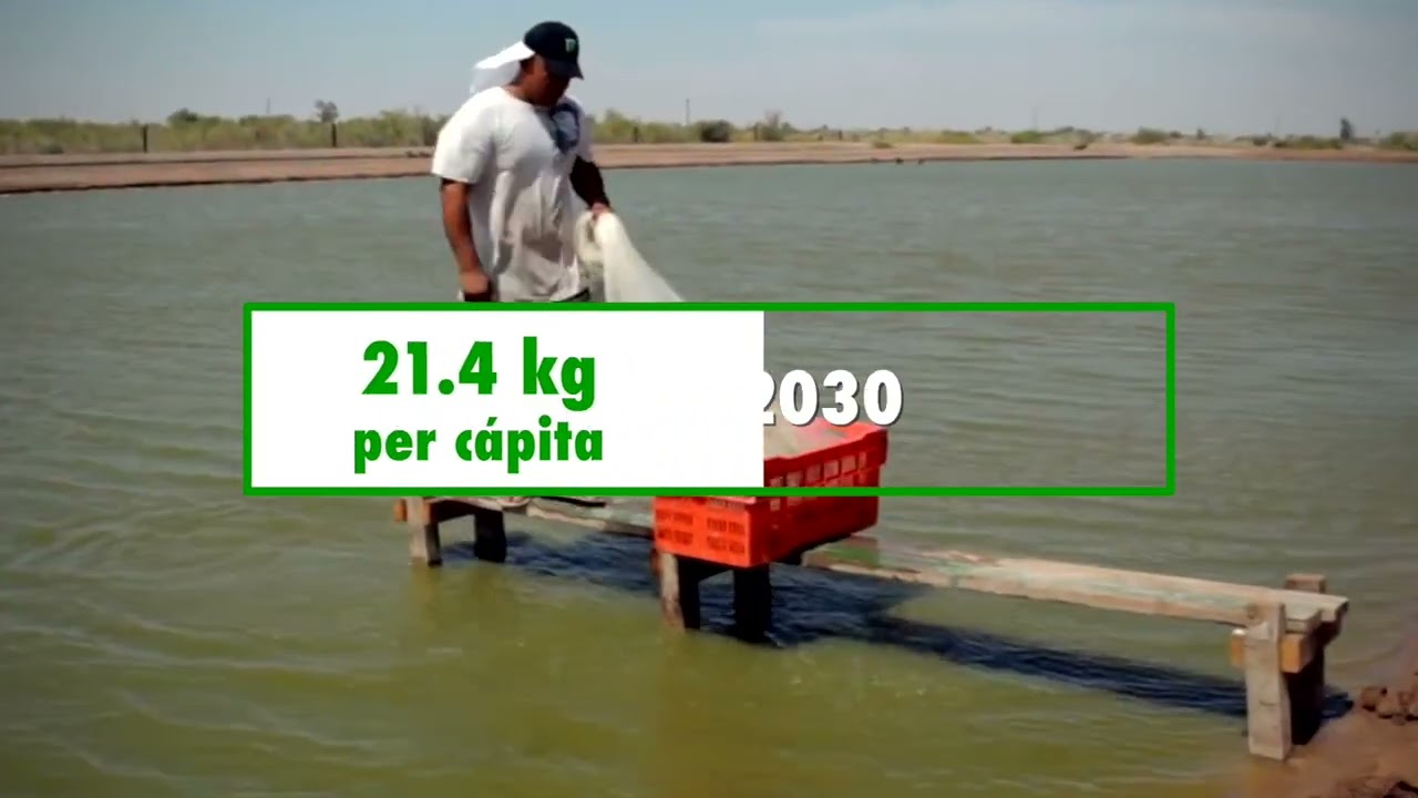 ACUACULTURA Y PESCA CONTRIBUYEN DE MANERA DECISIVA A LA SEGURIDAD ALIMENTARIA