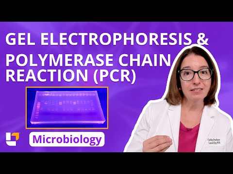 Gel Electrophoresis & Polymerase Chain Reaction (PCR): Microbio Genetics Pre-Nursing | @LevelUpRN