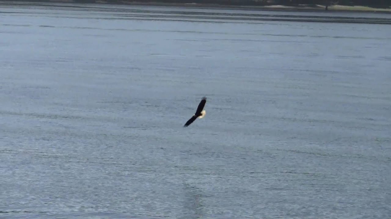 Eagle Attacks Loon.MTS