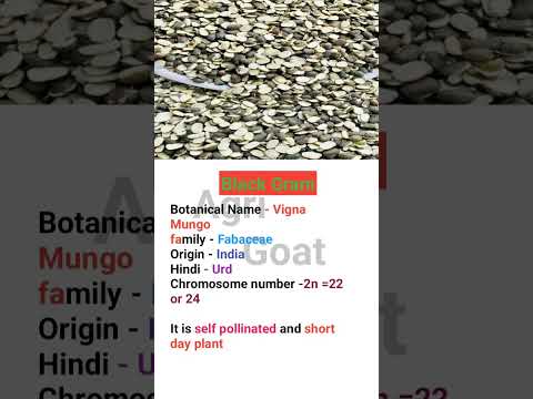 Black Gram or urd and botanical name #agriculture #viral #shorts