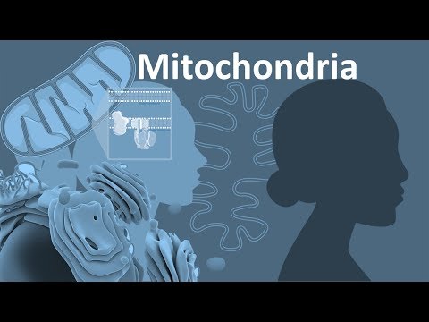 Mitochondria : from structure to function( overview)