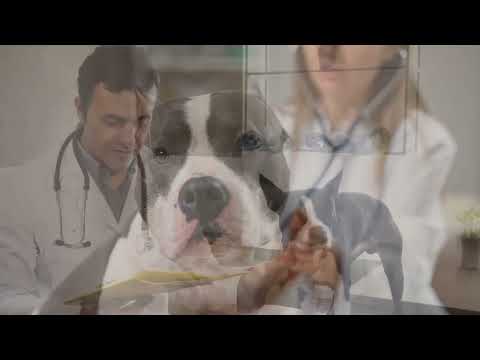 Understanding proptosis in dogs: what every owner needs to know