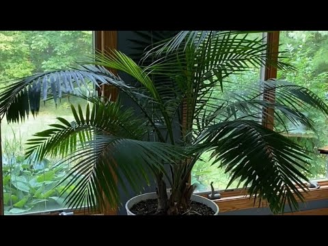 Majesty Palm-It’s Getting Cold Don’t Toss Them-Bring Them Inside! Plant Profile & Care Guide