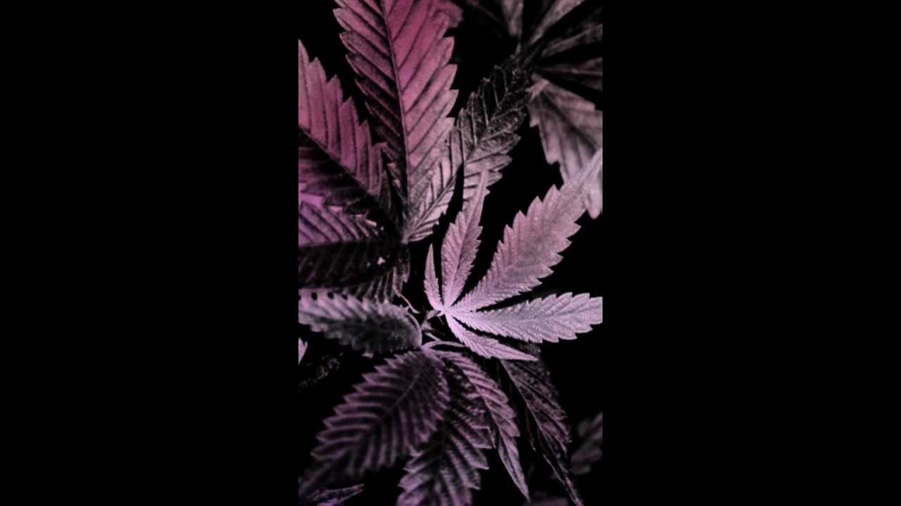Pink Weed Android Live Wallpaper