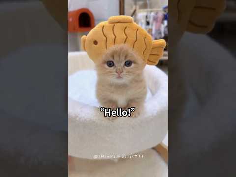 5 Phrases to Talk to Cats! Cats KNOWโ๏ธ๐ #facts