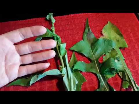 Wild Lettuce Leaf Identification