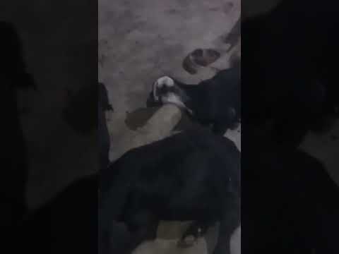 Goads will slipping in the flower. old video