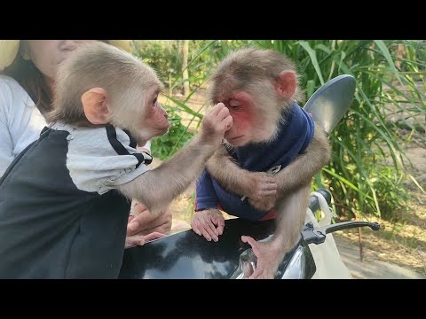 Monkey Bob brought Sun monkey gifts after so many days apart