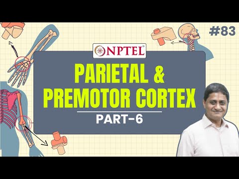 #83 Parietal & Premotor Cortex | Part 6 | Neuroscience of Human Movement