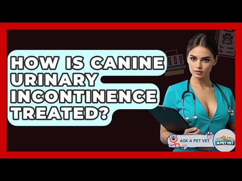 How Is Canine Urinary Incontinence Treated? - Ask A Pet Vet