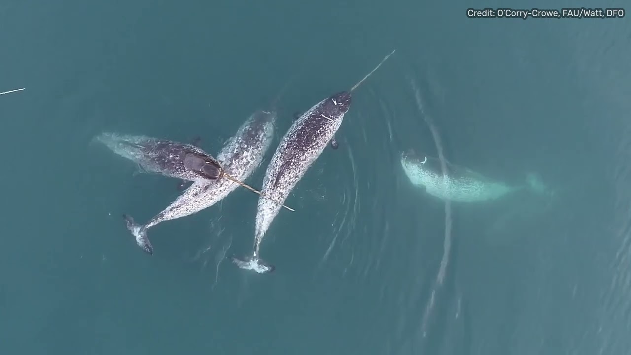 New Research Reveals The Many Ways That Narwhals Use Their Amazing Horn – VisionViral.com