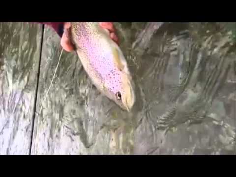 Yakima Trout Release - The Evening Hatch