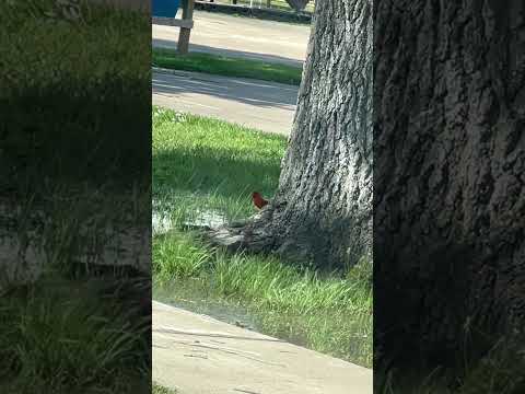 What Does the Red Cardinal Symbolize?