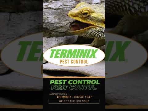 We Get The Job Done! | Terminix NOLA & Northshore