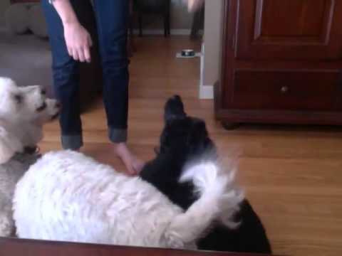 Example of operant conditioning