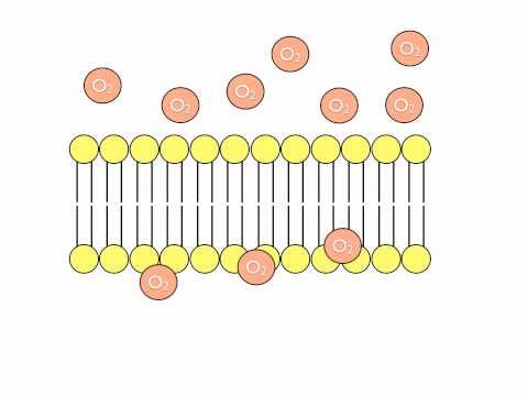 Simple Diffusion Animation