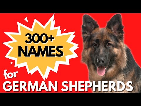 300+ Most Popular GERMAN SHEPHERD Names | Unisex Dog Names