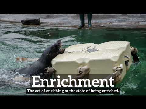 How Does Enrichment Look? | How to Say Enrichment in English? | What is Enrichment?