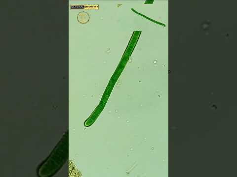 CyanoBacteria (Discover)