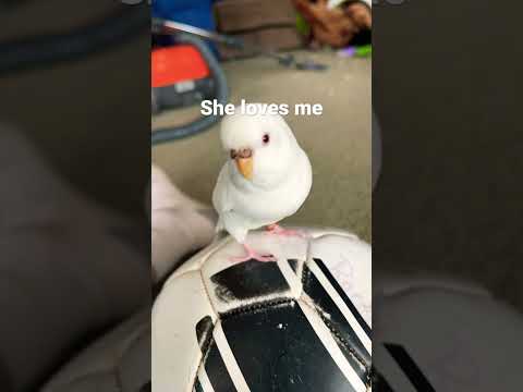 Her name is snowball