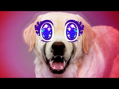 Steam Community :: Video :: JACKY'S A TRAITOR! - Dog Sled Saga #2 ~ FOX ...