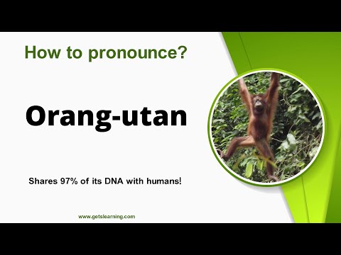How to pronounce Orang-utan in English correctly