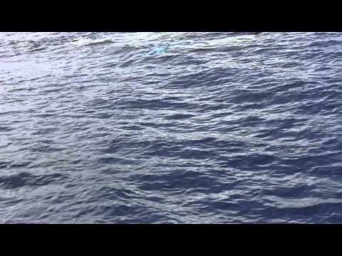 Whale Watching Cruise