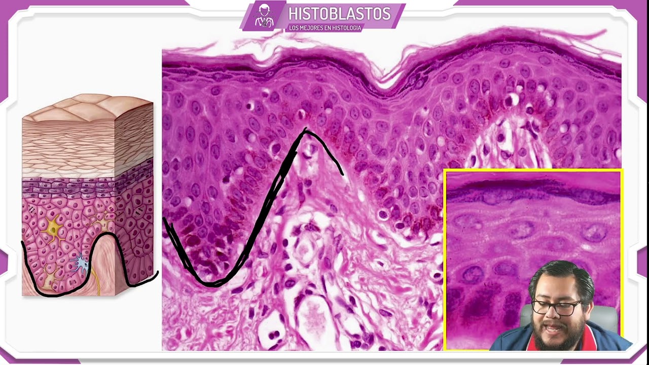 HISTOLOGÍA | CÉLULAS DE LA EPIDERMIS