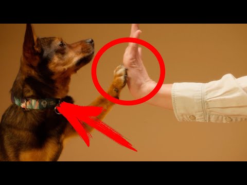 50 Amazing Facts About Dogs You Didn't Know! ๐ถ
