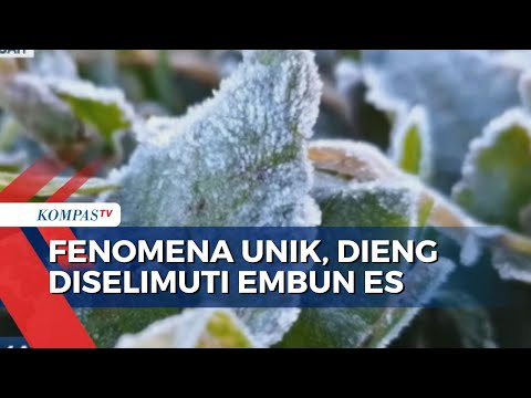 Suhu Ekstrem Capai Minus 3,5 Derajat Celcius, Dieng Diselimuti Embun Es!