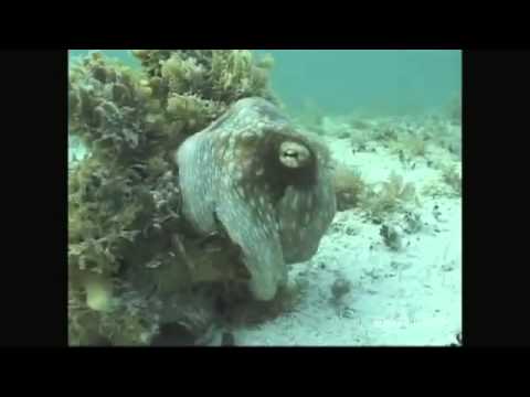 cephalopods.mp4