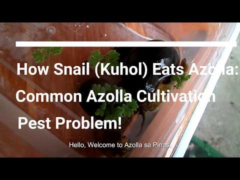 How Snail (Kuhol/Suso) Eats Azolla:Common Azolla Cultivation Pest Problem! -Tagalog with English Sub